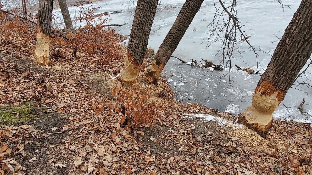 Trapping Hard Headed Beaver (Cutting Oak Trees) - YouTube