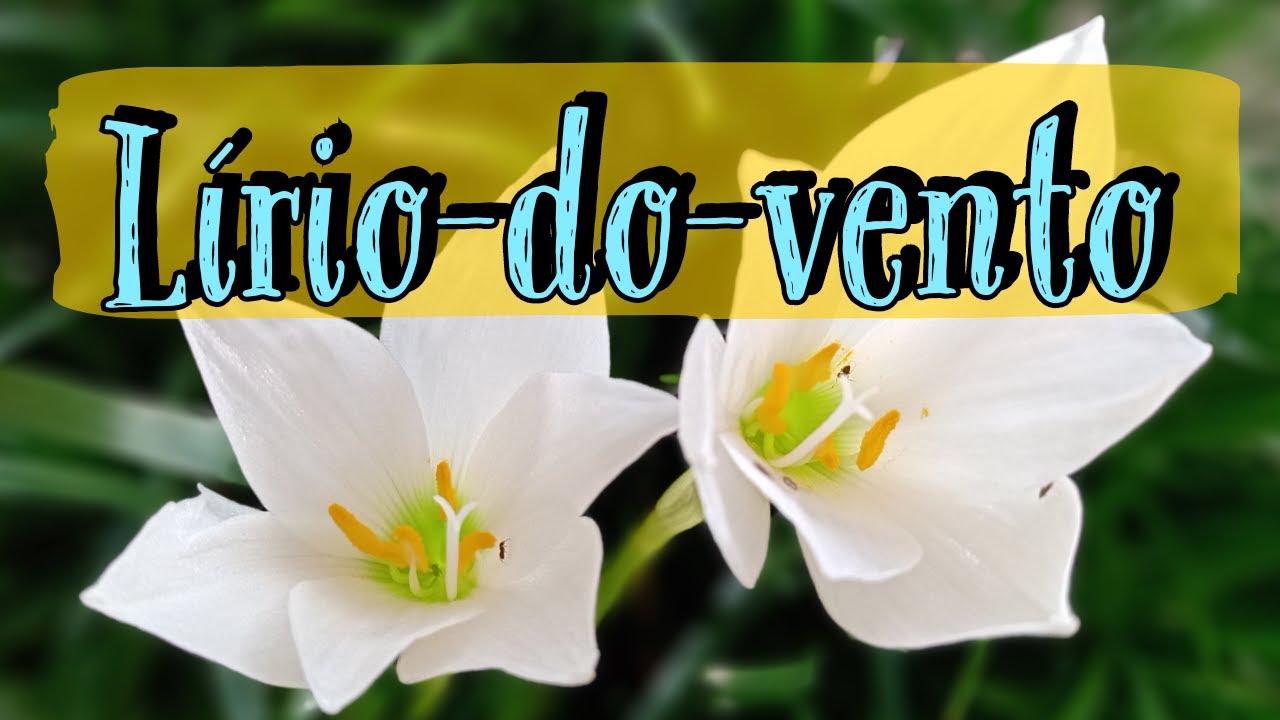 Lírio-do-vento / Rain lily/ Lírios de lluvia - YouTube