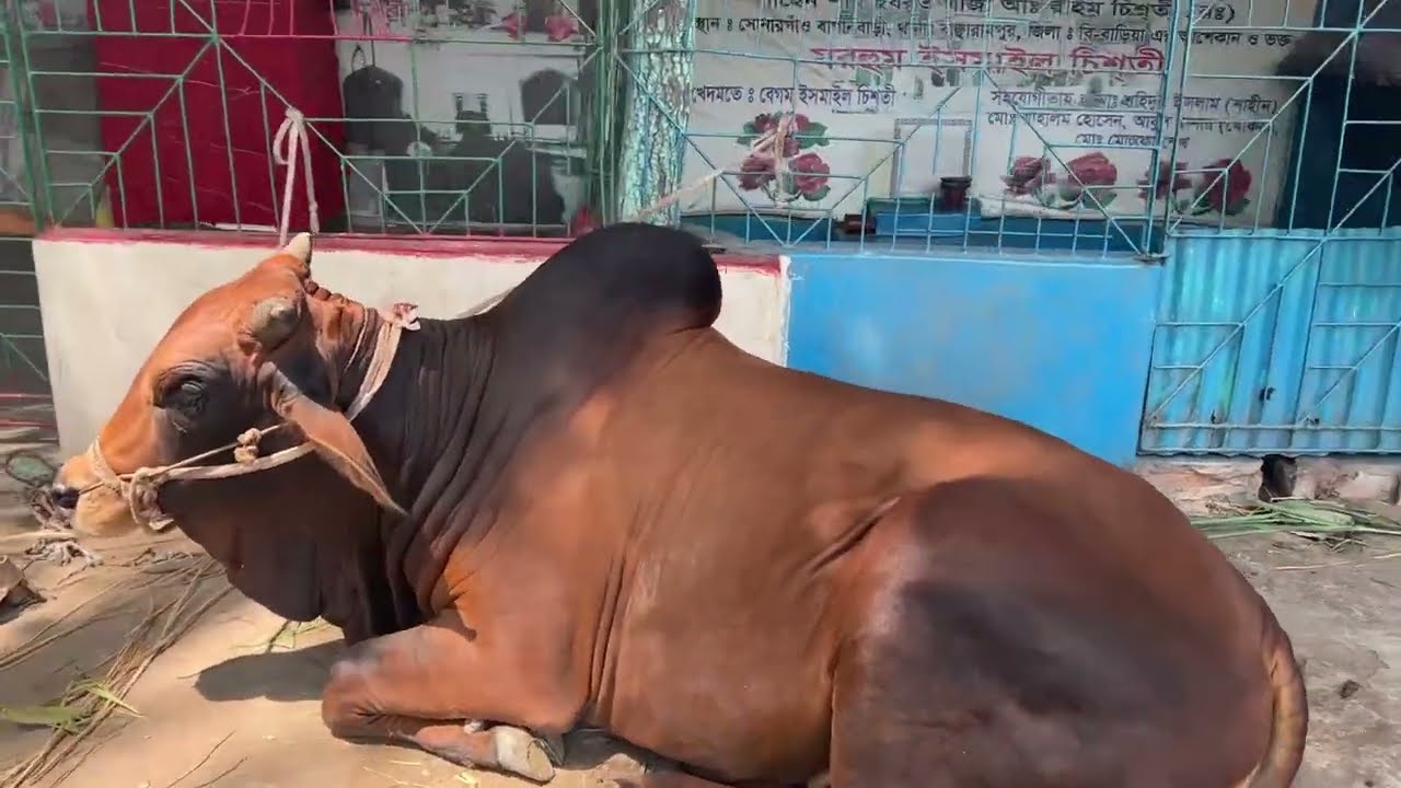 Postokhola Haat 2023 Biggest Cow Haat | Full Jomjomat Gorur Haat ...