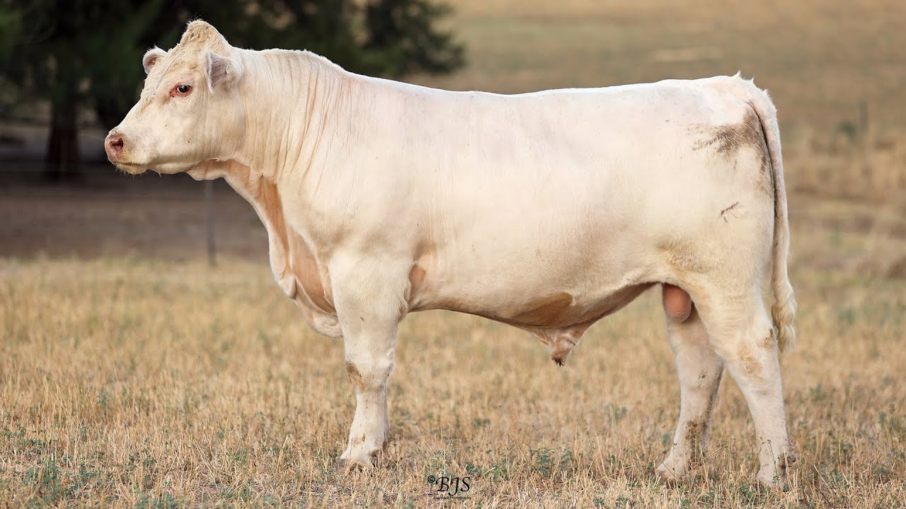 Lot 11 GLST146 Sprys Phantom T146 2024 - YouTube