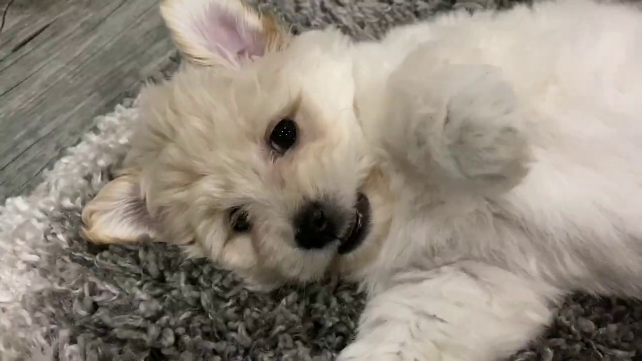 Marley Moo the Maltipoo Puppy 1st Week home! Puppies Playing - YouTube