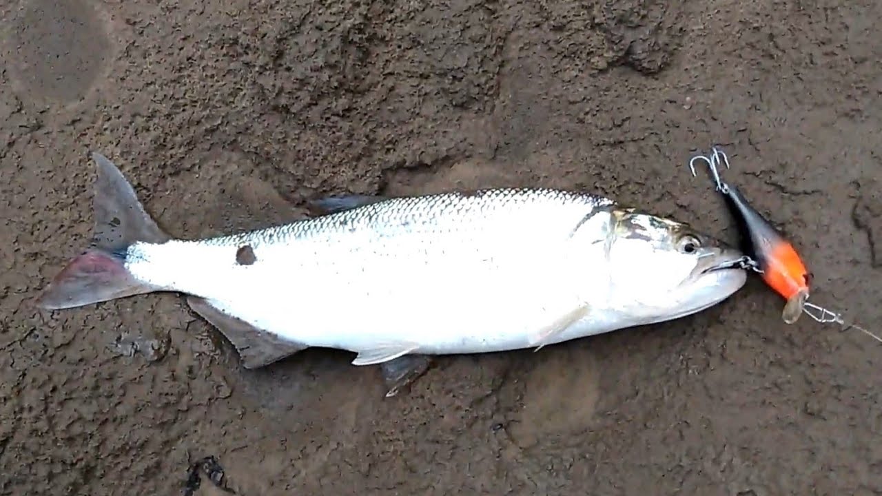 Pescaria #tabaranas de barranco Rio Tibagi Ponta Grossa PR - YouTube