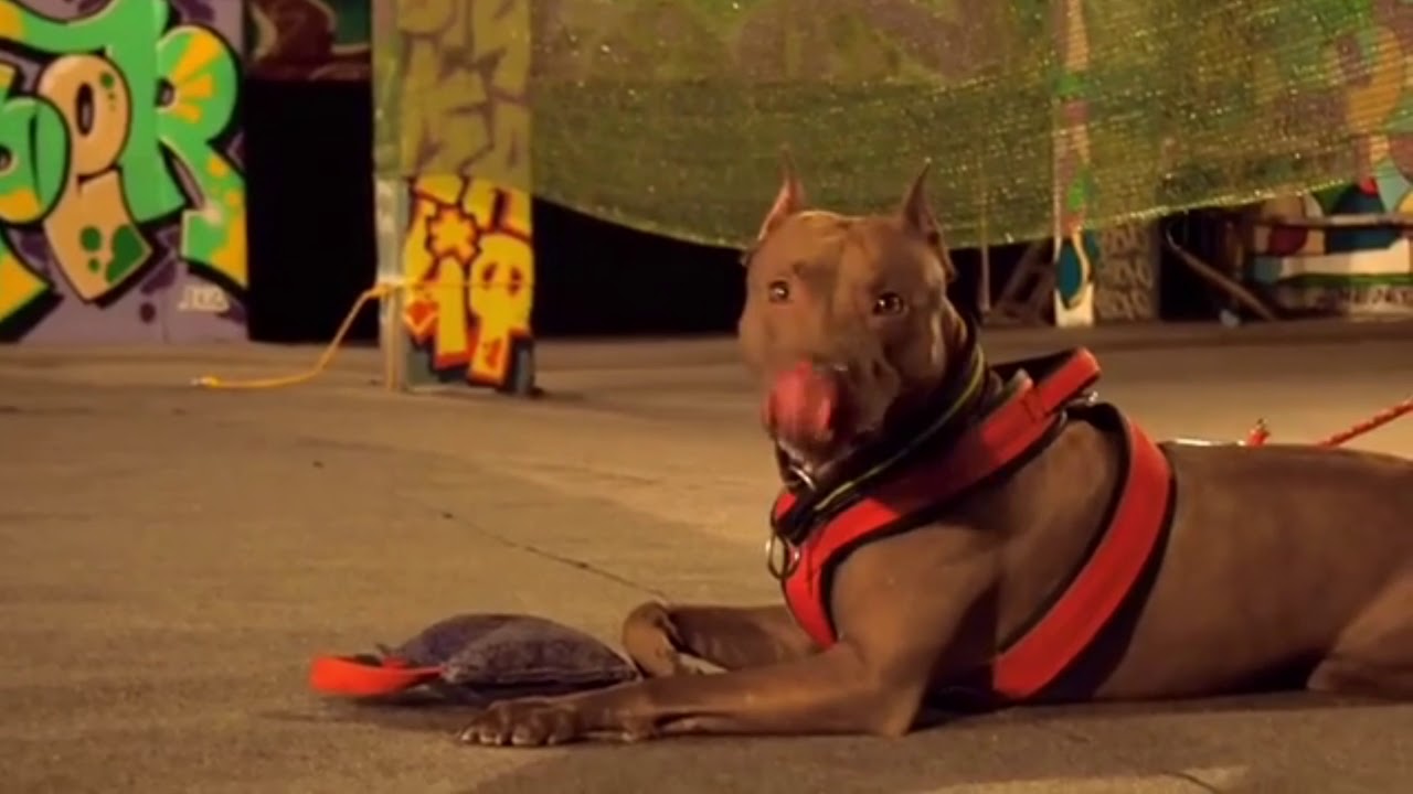 AMERICAN PIT BULL TERRIER Training - YouTube