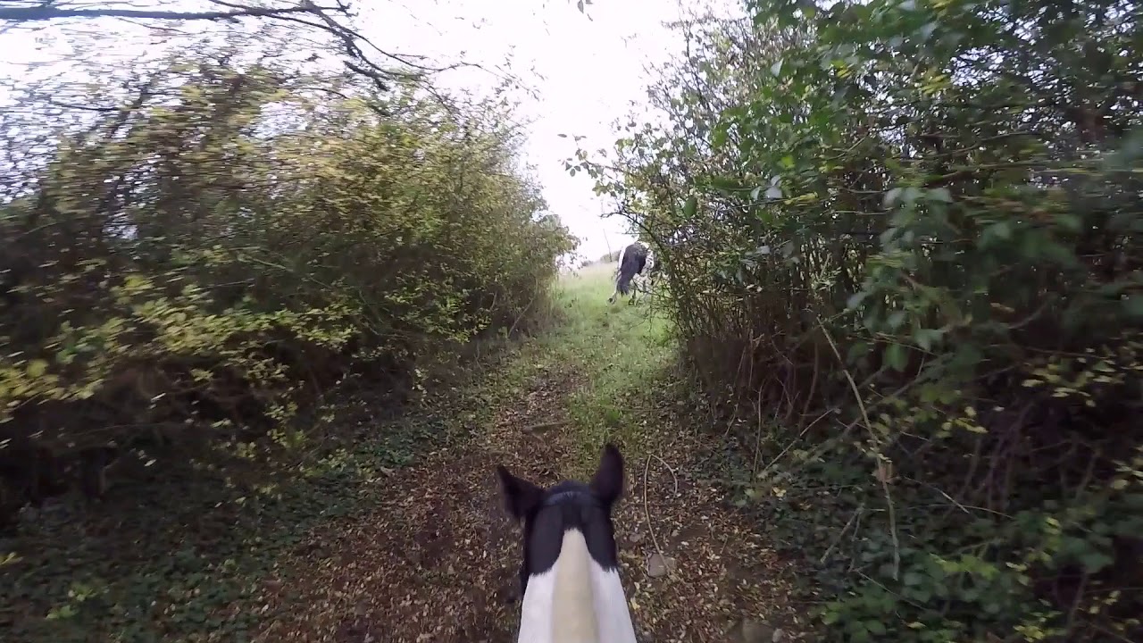 Gypsy Cob Paddy jumping a five bar gate out with the hunt - YouTube