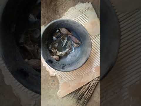 OGUN TI EYAN FINRI AIYEGBE, OSHOLE,ISEGUN,ASETA,ASEYORI, ATUDE AWON AGBALAGBA, TESTED AND CONFIRM.