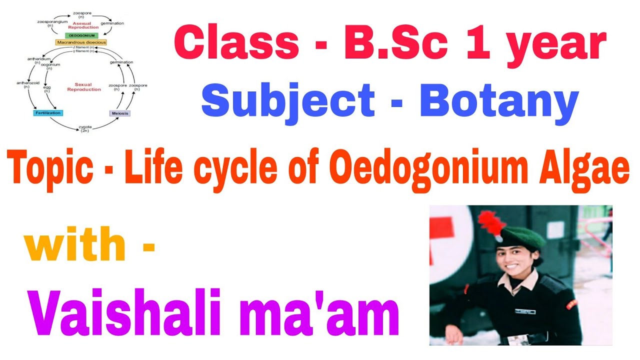 Life Cycle of Oedogonium Algae - YouTube