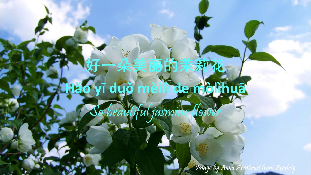 茉莉花 Molihua Jasmine Flower - YouTube