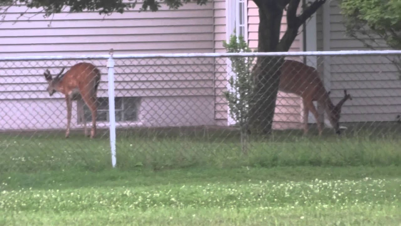 Two bucks and a small doe in the school yard - YouTube