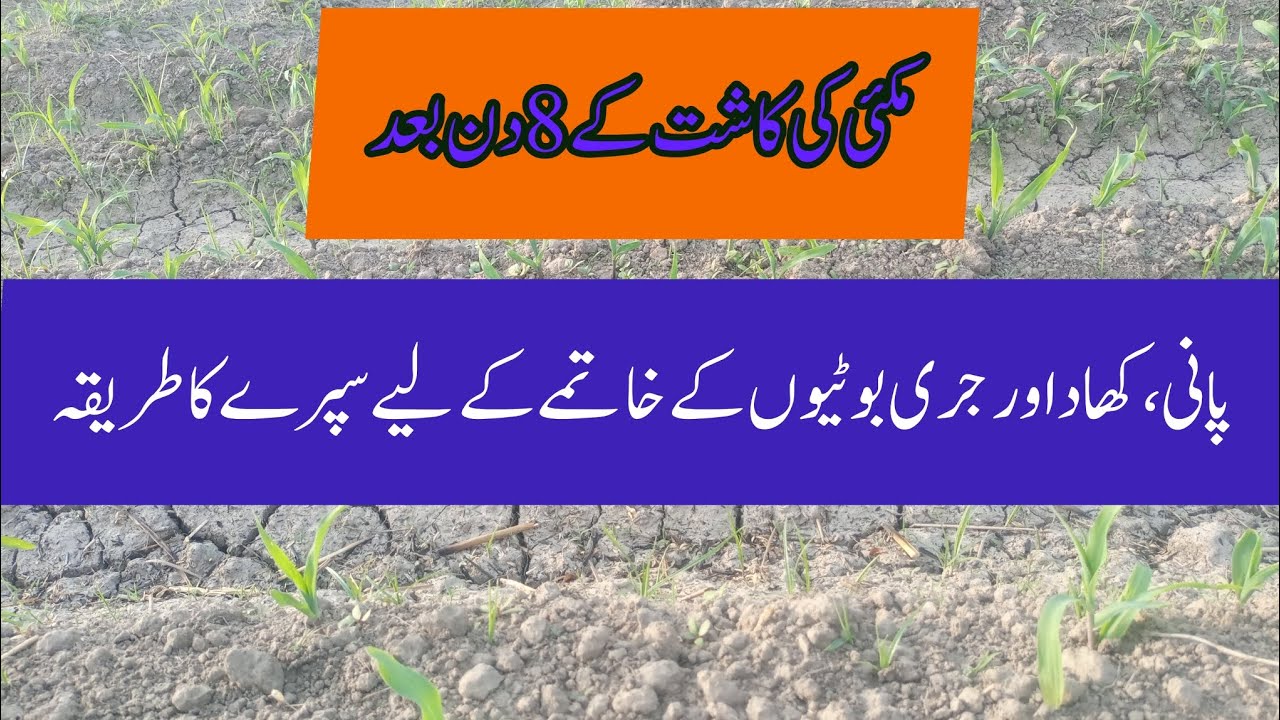 How to control pest oncorn maize crop just emergence|makai ka pehla ...
