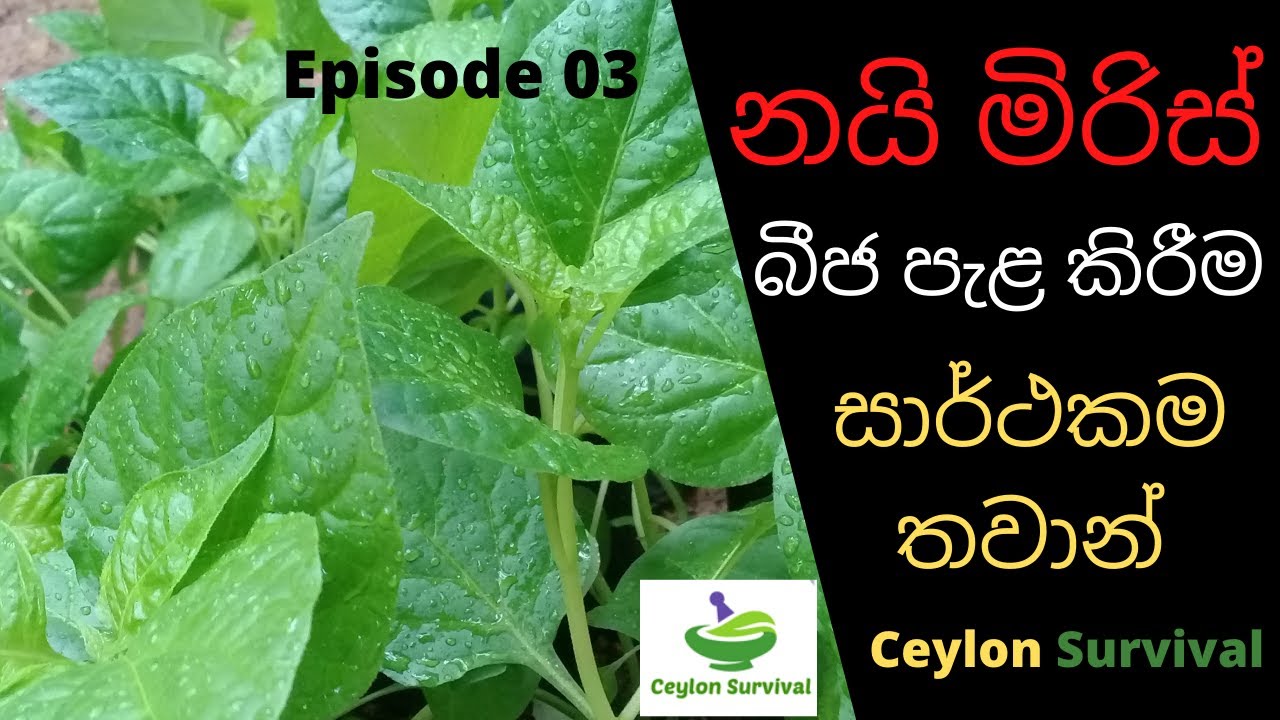 නයි මිරිස් පැල කිහිපයක් ගෙවත්තේ සාදා ගනිමු/Nai miris planting in ...