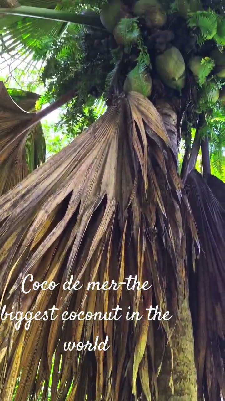 Coco De Mer-the biggest coconut in the world - YouTube
