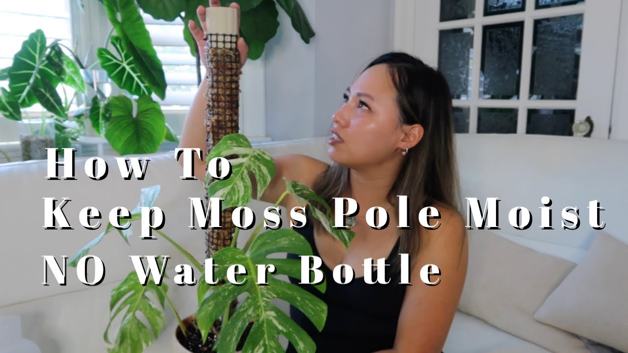 HOW TO KEEP YOUR MOSS POLE MOIST - LAZY POLE UPDATE | PLANT SHOPPING AT ...