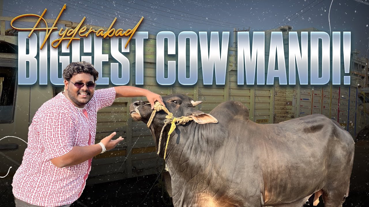Telangana Ki Sabse Badi Cow Mandi | Hyderabad Ki Cow Mandi Mein Hungama ...