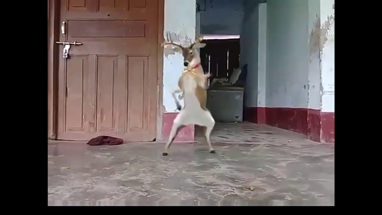 The donkey king or the donkey raja with Tom FUNNY BY AHSAN TV - YouTube