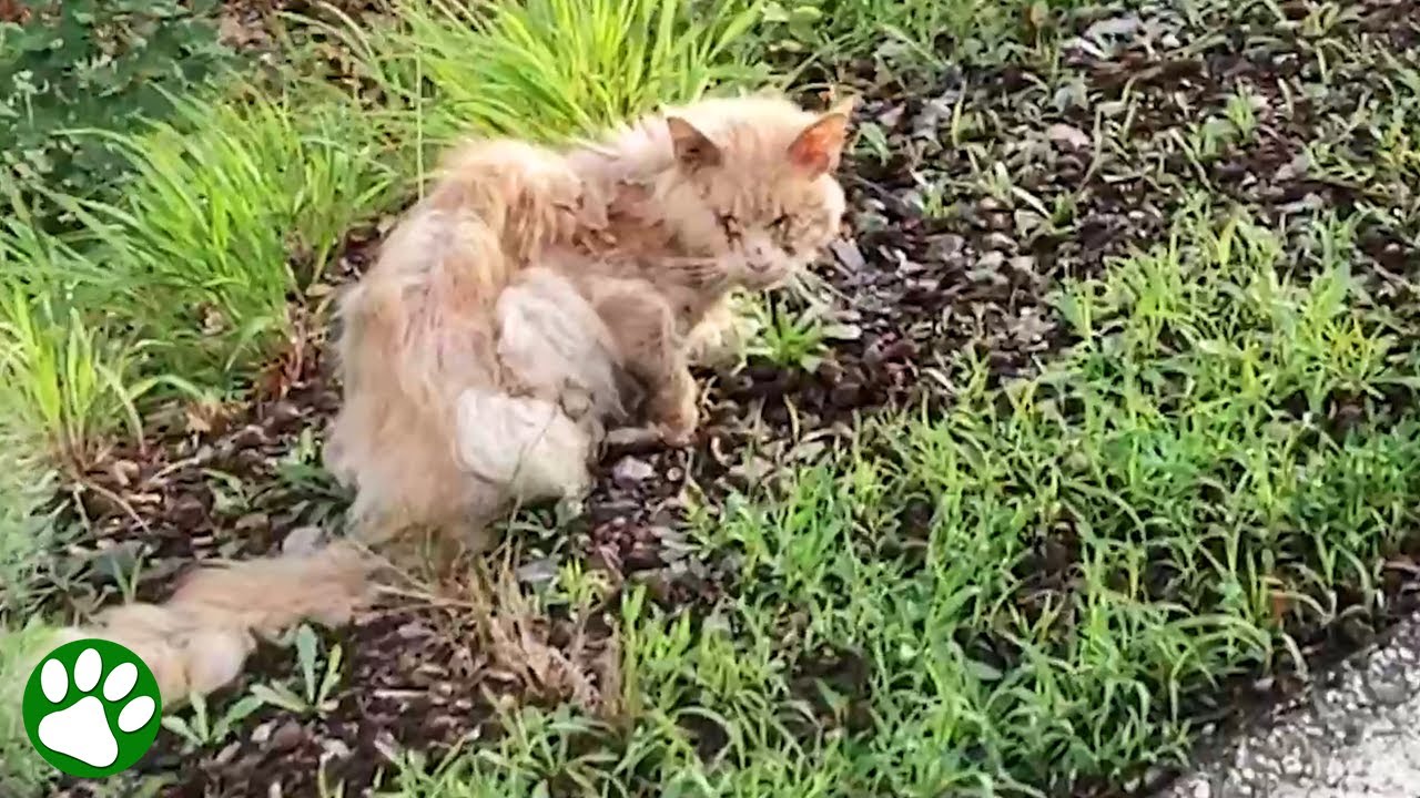 Homeless cat sits by the road and waits for help - YouTube