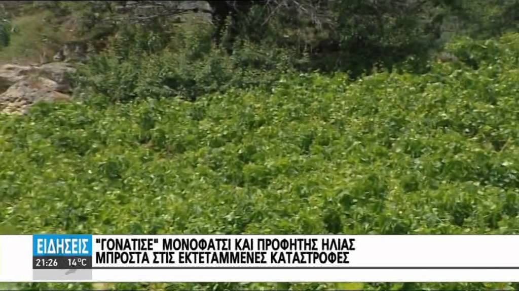 ΡΗΜΑΞΕ ΤΙΣ ΑΜΠΕΛΟΚΑΛΛΙΕΡΓΕΙΕΣ ΤΟ ΧΑΛΑΖΙ - YouTube