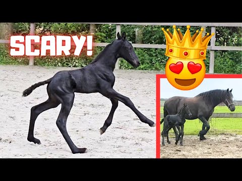 Queen👑Uniek and her filly Eefje! Baukje's first time in the arena ...