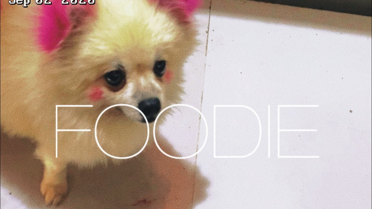 Cute Pomeranian Puppies Doing Funny Things, funny dog Bear Pet - YouTube