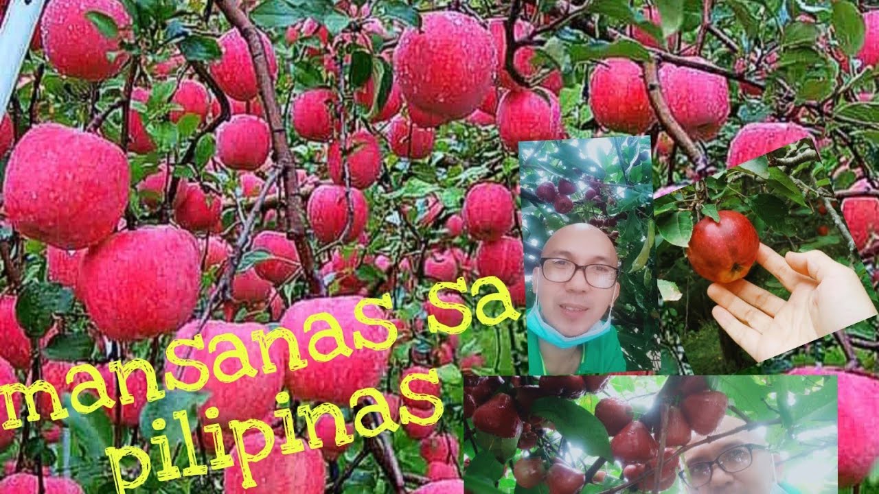 Unang Puno Ng mansanas sa pilipinas 😝😝😝ating akyatin👍 - YouTube