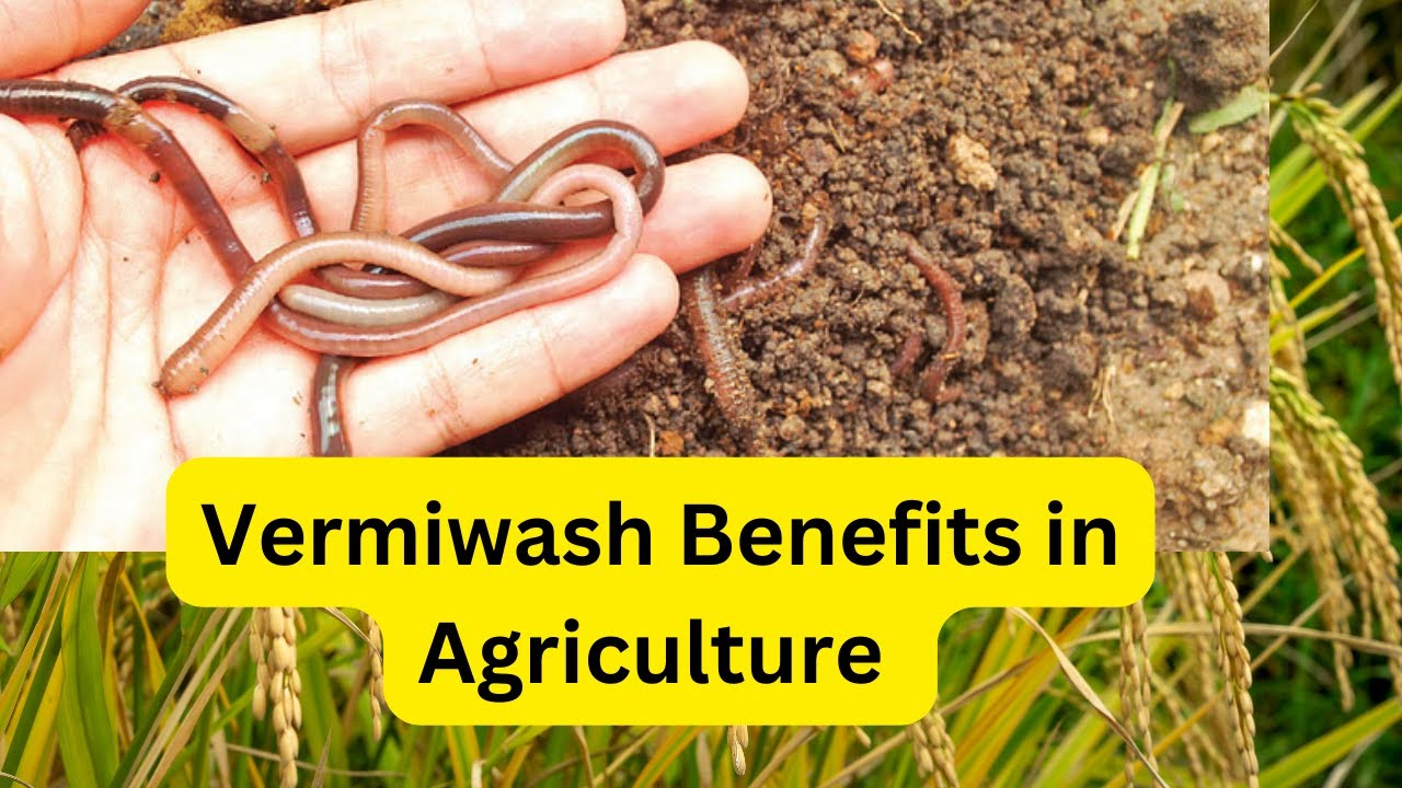 Benefits of Vermiwash in Agriculture #agriculture #gardening - YouTube