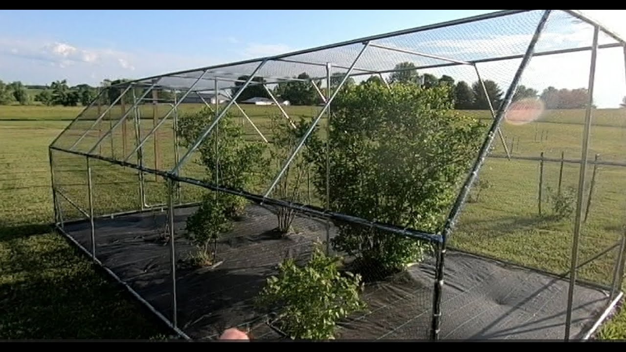 Inexpensive Screen Garden House - Protection from Birds & Deer - YouTube