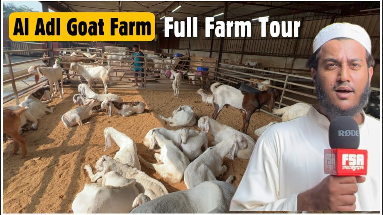 Al Adl Goat Farm Full Tour September 2022 | Mahapoli, Bhiwandi - YouTube
