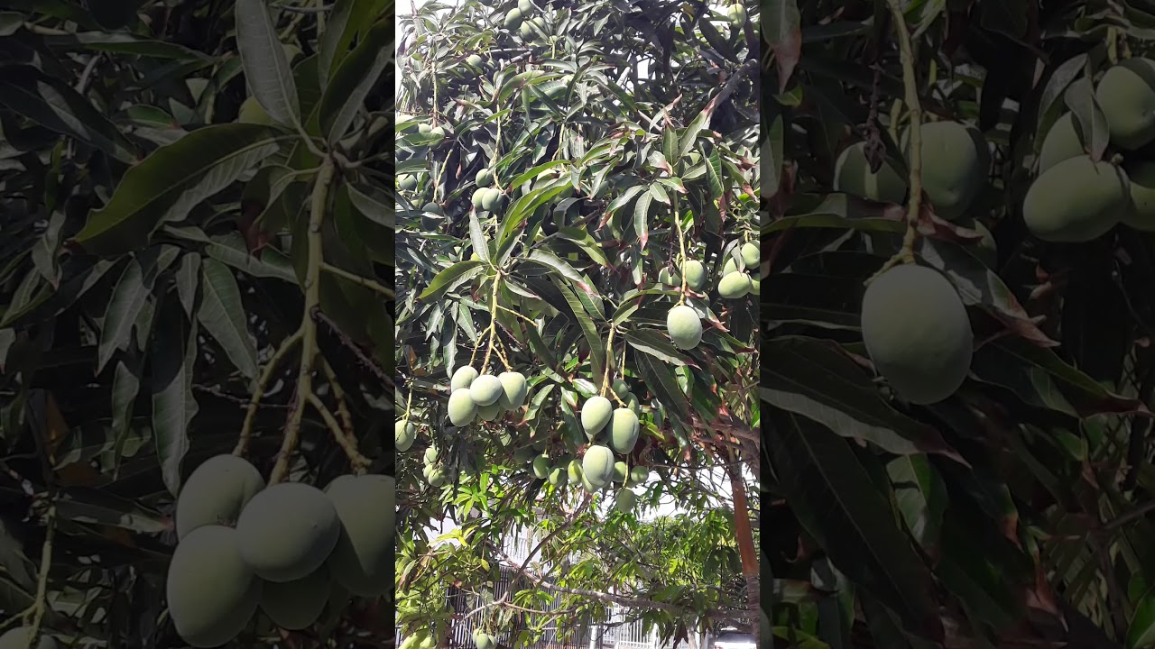 Llego la cosecha del Mango - YouTube