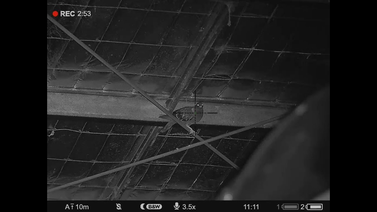 Pigeon culling to prevent property damage and mess - YouTube