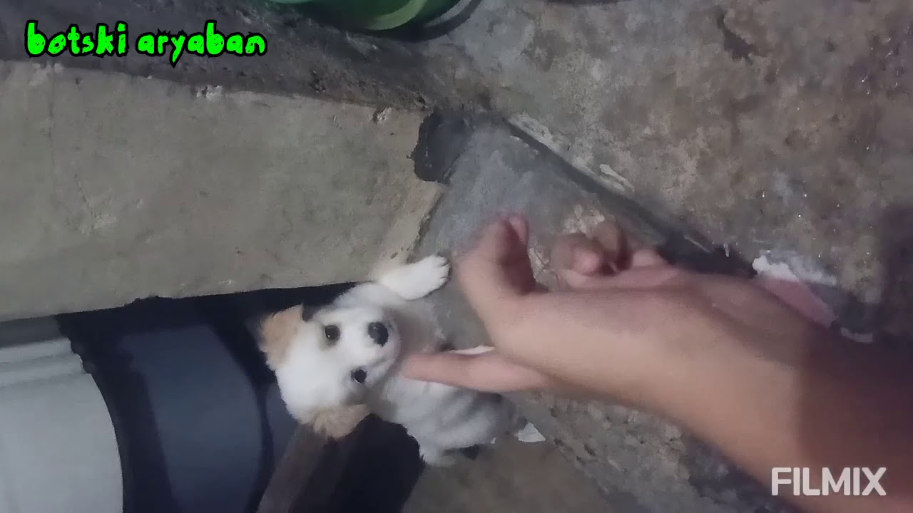 Tunay nga na ang aso lalo at tuta pa lng ay talaga nga naman cute ...