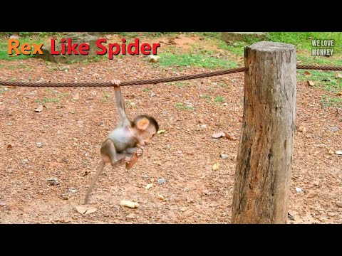 Rex is A Baby Monkey But in This Picture Cute Boy Rex Wants to Be A Spider, Mom Rose Let Rex Playing