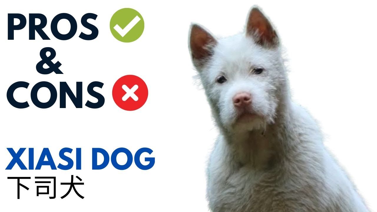 Xiasi Dog Pros and Cons | Guizhou Xiasi Hound 下司犬 Advantages and ...
