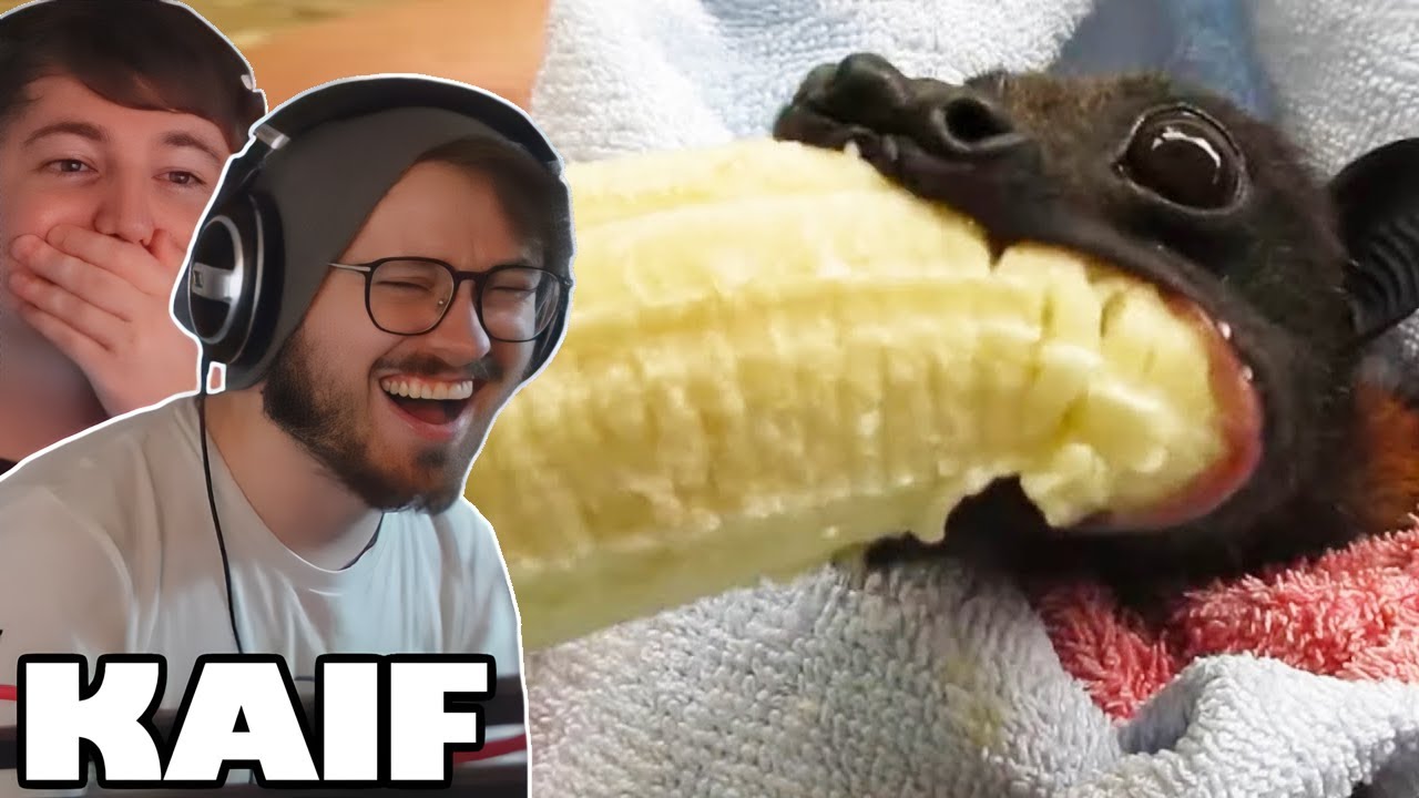 BIZARRE DAILY DOSE OF INTERNET MOMENTS | NoBeans REACT - YouTube