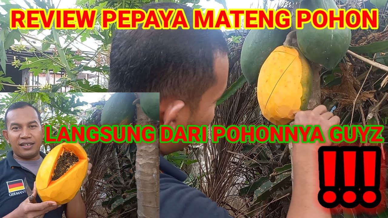 REVIEW PEPAYA MATENG POHON!!! - YouTube