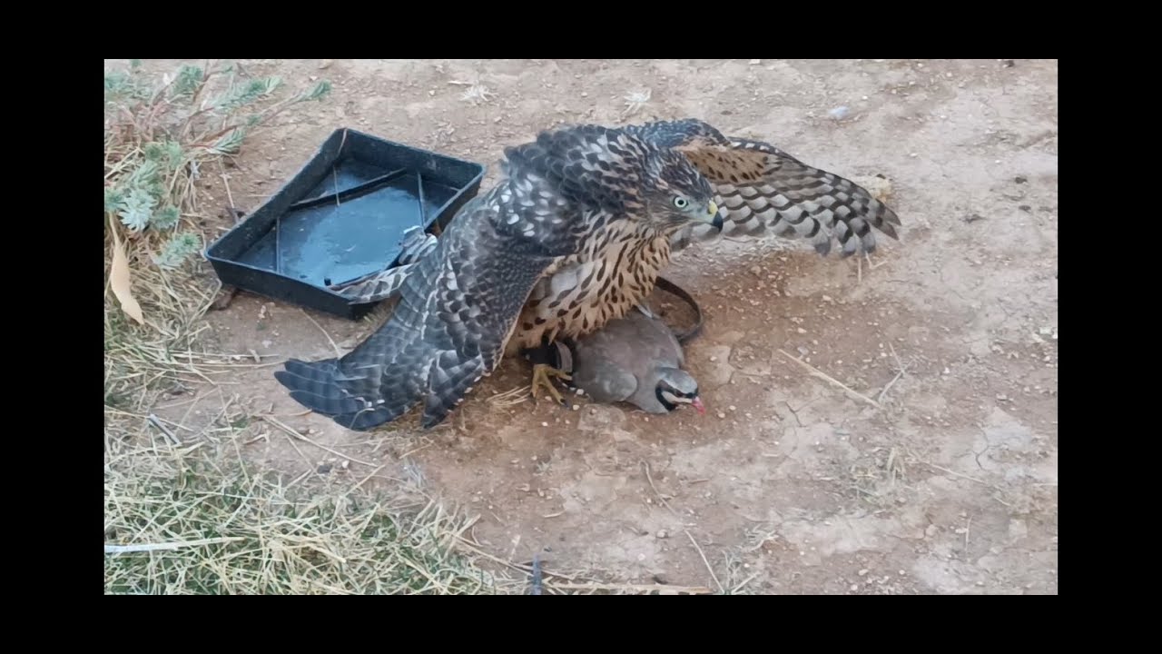 Partridge hunting with goshawk//A great hunt with goshawk2025//How does ...