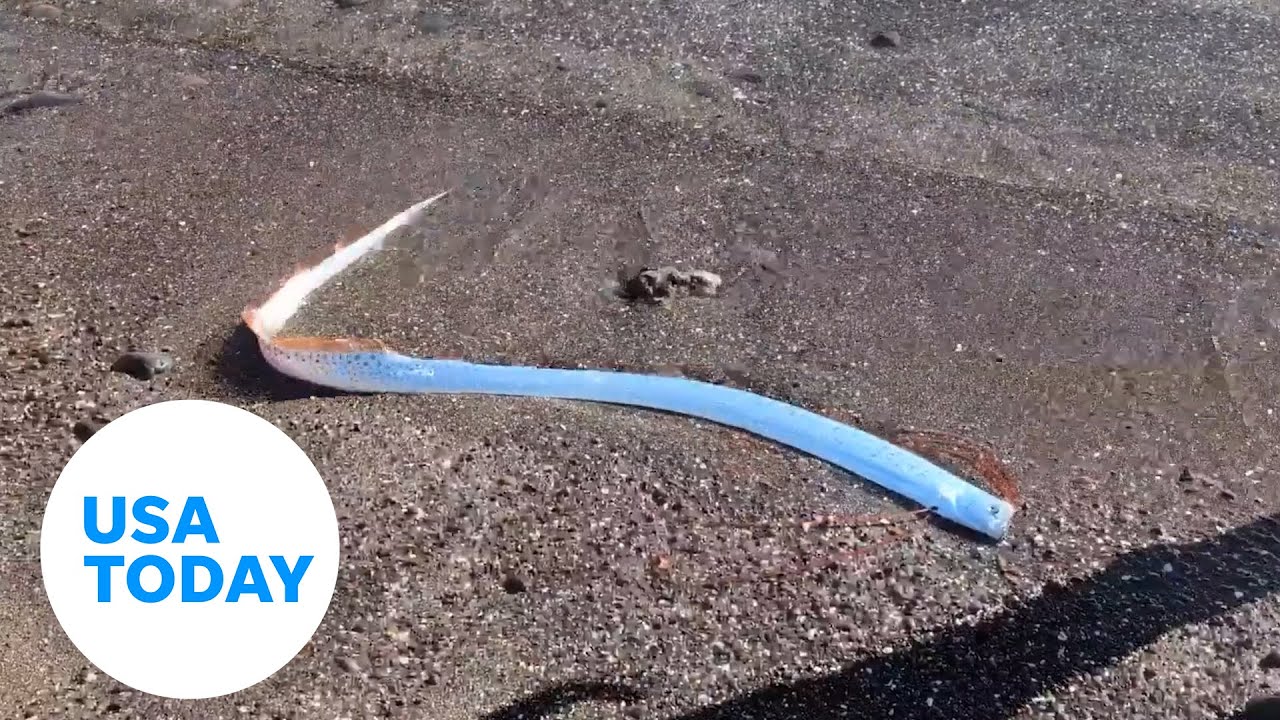 Rare 'doomsday' oarfish swims up to beachgoers in shallow water | USA ...