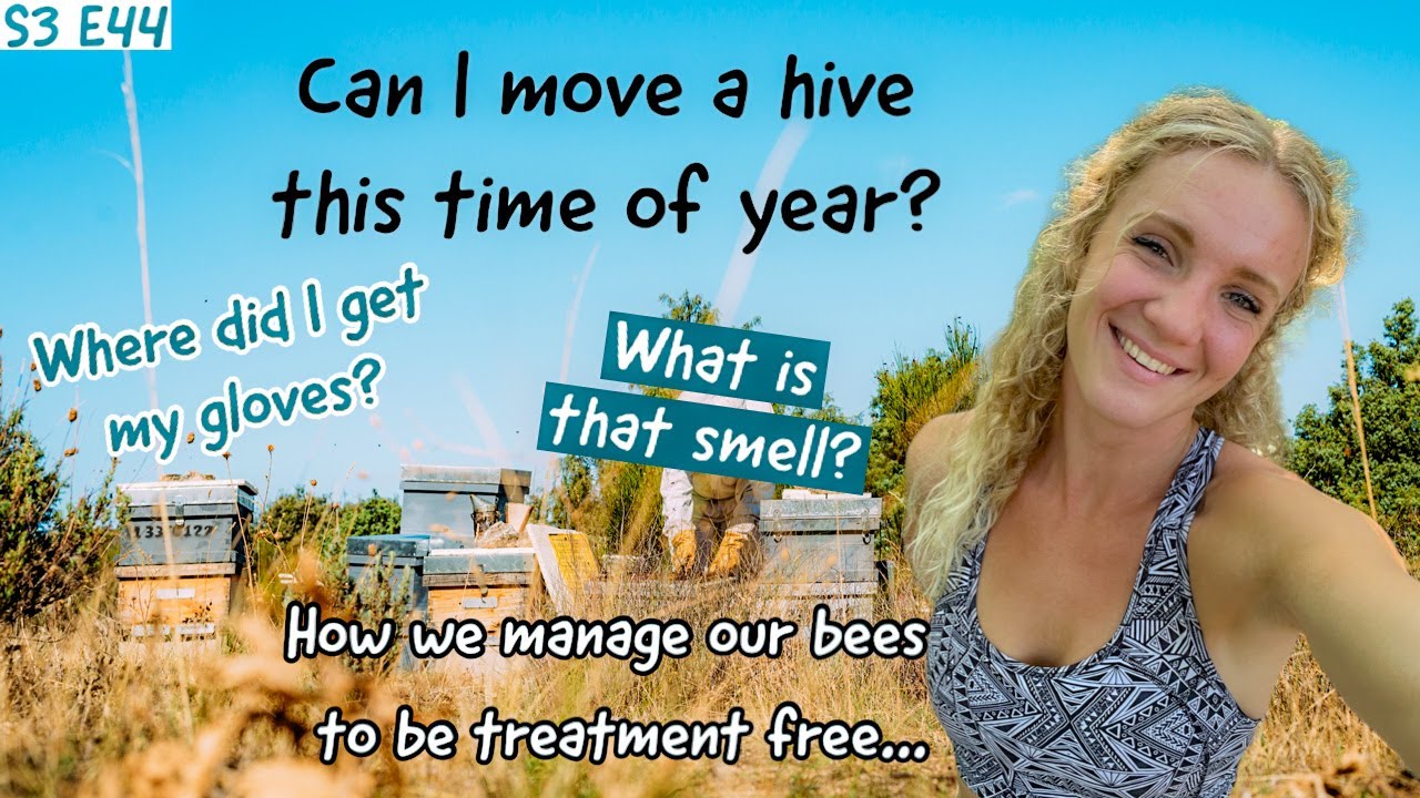 Why Is September SOO Important For Winterizing Your Bee Hives? Beekeeping 101 #beekeeping - YouTube