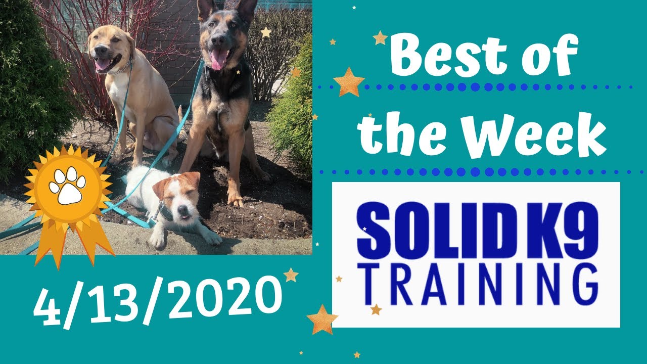 Solid K9 Training Center Best of the Week 4/13/2020 - YouTube