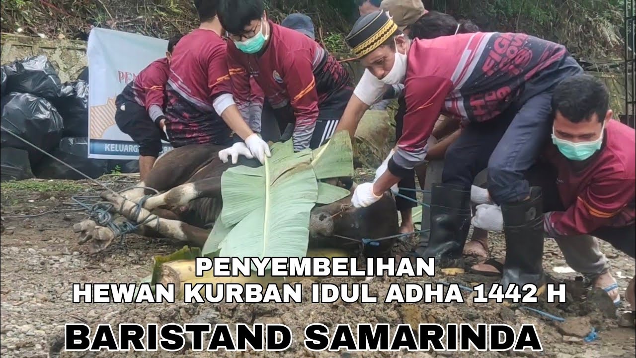 Pemotongan Hewan Kurban || Baristand Industri Samarinda || Rafli And ...