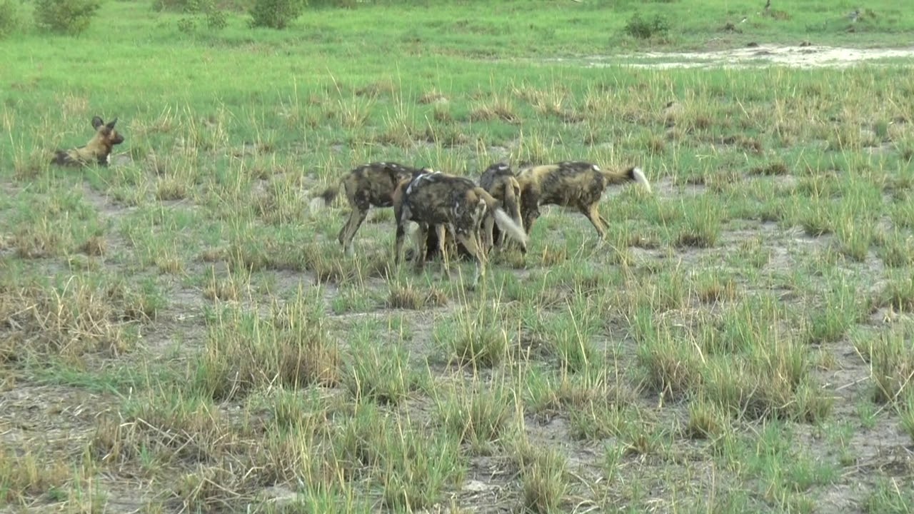 Wild Dog Kill Tsebe Antelope And Eating Frenzy 2019 Mapula - YouTube