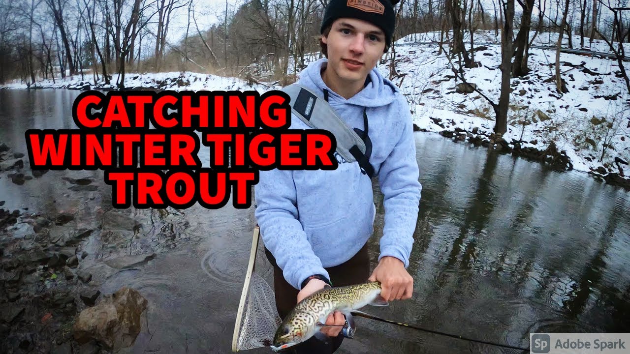 CATCHING WINTER PA TIGER TROUT ! - YouTube