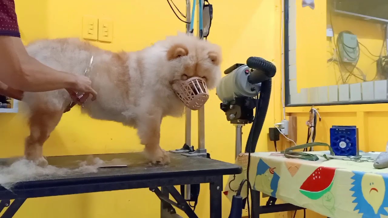 GROOMING DAY| CHOW CHOW | FIRST TIME NILA MAG PA GROOM - YouTube