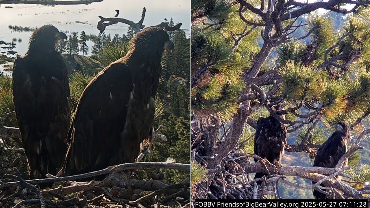 FOBBVCAM Eagles🦅 Gizmo Joins Sunny on Front Porch 👀 Discovers Other ...