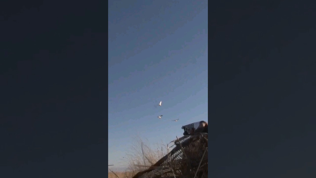Snow Goose Conservation 💥🪿 - YouTube