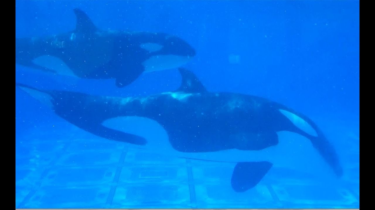 Trua, Makaio, and Kayla at Shamu Underwater Viewing - YouTube