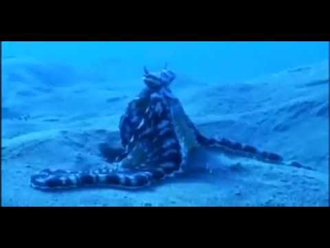 This Octopus Can Morph Into A Different Animal - YouTube