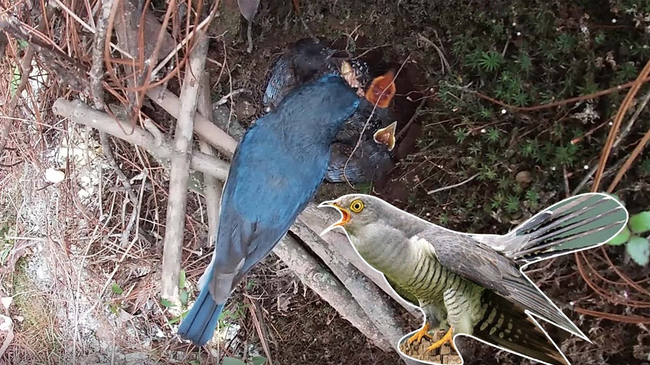 Day1,The cuckoo bird and three little birds are competing for food. Who ...