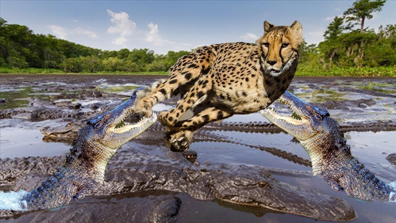 Leopard Can't Escape From Fierce Herd Of Crocodiles And Turn Itself To ...