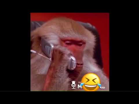 INCREÍBLE MONO CONTESTANDO EL TELÉFONO - YouTube