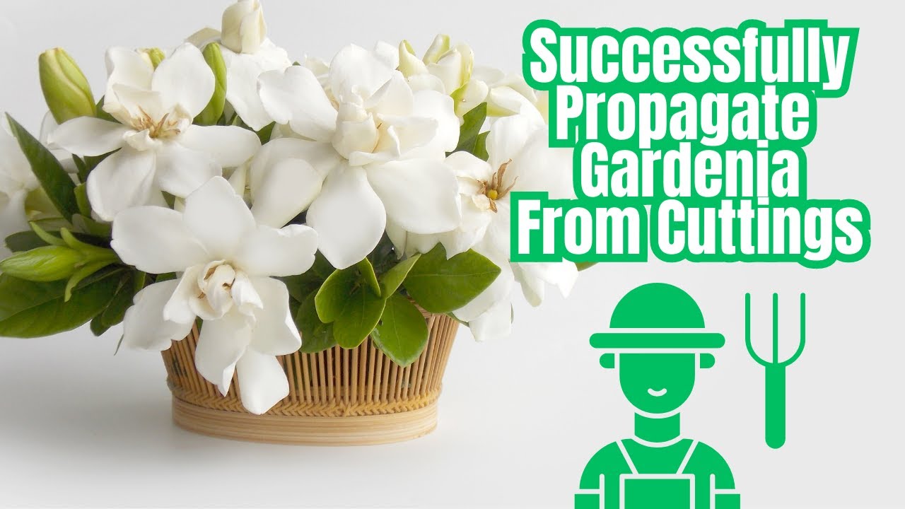 How To Successfully Grow Gardenia From Cuttings | Four Types Of Potting ...