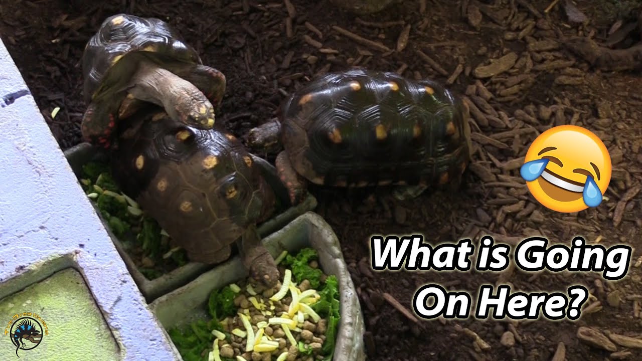 Let's Spy on TDI! - Red Foot Tortoise Antics, Beardie Nail Trims ...
